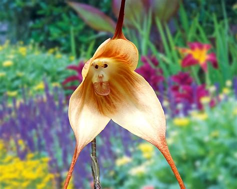Monkey Face Orchids Are The Funniest Flowers In The World