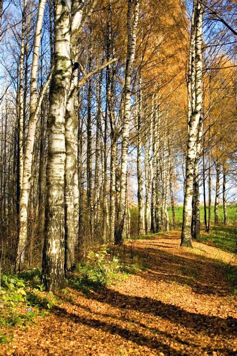 Autumnal Forest Stock Image Image Of Forest Background 11060653