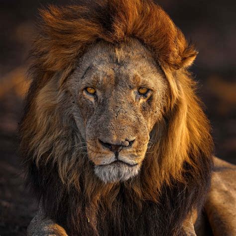 Lev Pustinný Smečka Na Spáleništi Naturephoto Cz