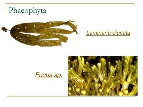 Ppt Chapter 22 The Protists Powerpoint Presentation Free Download