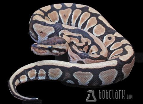 Desert Ball Python Traits Morphpedia