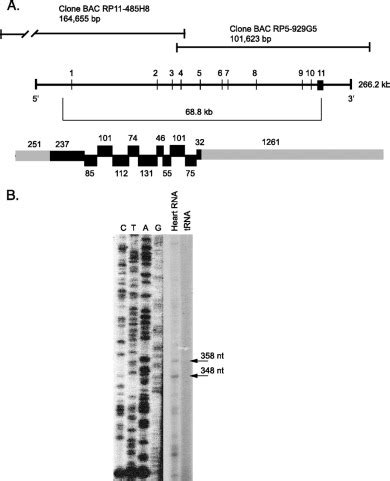 Transcriptional Analysis Of The Human Cardiac Calsequestrin Gene In