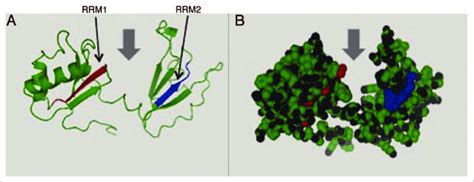 Predicted Secondary Structure And Two Rrm Of Nucleolin Protein Download Scientific Diagram
