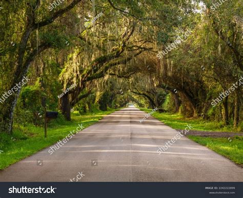 Spanish Moss Winding Path