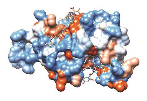 probable binding modes of active peptides on their targets as explored