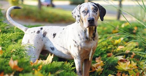 Catahoula Leopard Dog Colors Rarest To Most Common A Z Animals