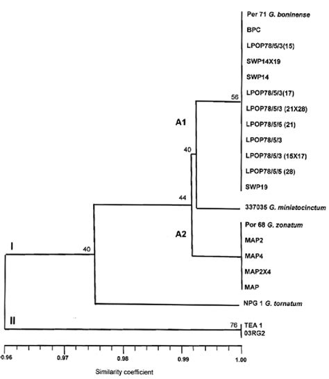 Dendrogram From The UPGMA Cluster Analysis With A Simple Matching