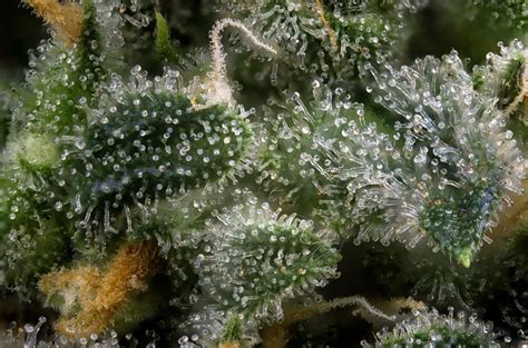 Los Terpenos En Las Plantas ¿qué Son Y Cuál Es Su Función