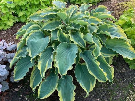 Explore Top Hosta Plant Varieties Pictures Colorful And Easy To Grow
