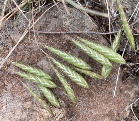 Field Brome Bromus Arvensis Easyscape Plant Profile
