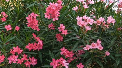 Oleander Flower Information