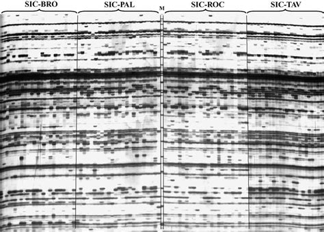 Subset Of Aflp Amplification Products Generated Using Primer