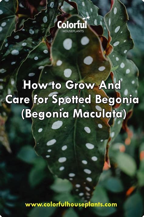 Spotted Begonia Care Guide