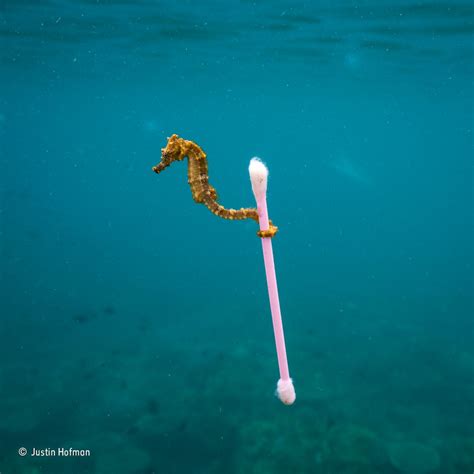 Las Increíbles Fotos De Naturaleza Finalistas Del Wildlife Photographer Of The Year Infobae