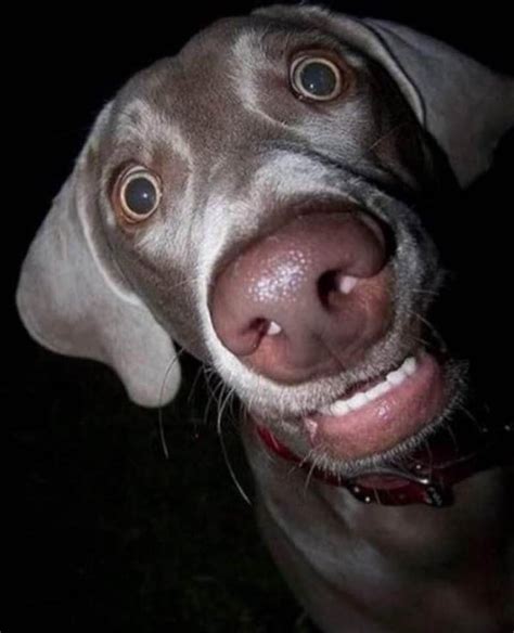 Create Meme The Weimaraner Pictures Meme