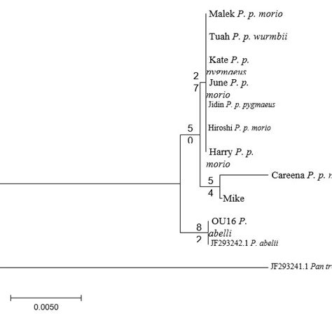 Maximum Parsimony Tree Generated By Heuristic Search With Bootstrap