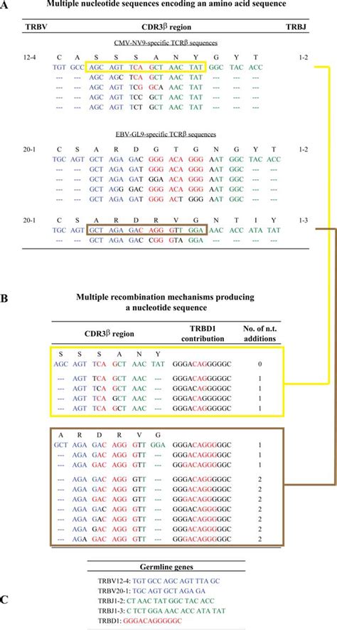 An Illustration Of The Role Of Convergent Recombination In Enhancing Download Scientific