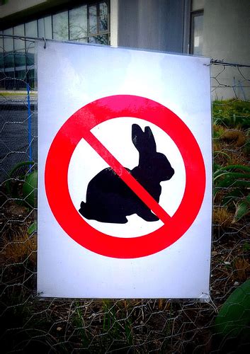 Scare Some Rabbits Using Arduino General Guidance Arduino Forum