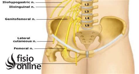 Lumbar Plexo Qué Es Ubicación Dónde Se Origina Y Termina