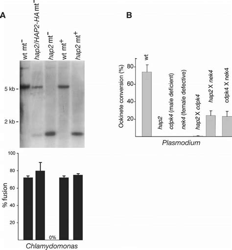 HAP Has A Sex Restricted Function In Both Chlamydomonas And Download Scientific Diagram