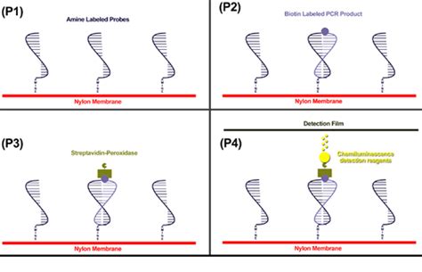 Multiplex Pcr
