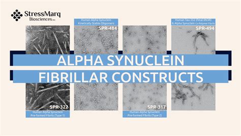 Alpha Synuclein Fibrillar And Oligomeric Constructs