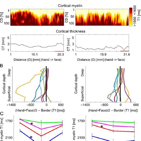 Relationship Between Cortical Myelination And Whole Brain Intrinsic