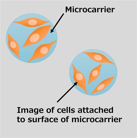 Dnp And Hyperion Drug Discovery Develop Soluble Microcarriers Used In Cell Culture For