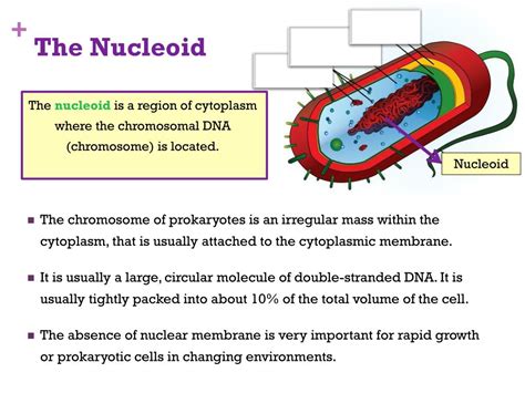 Ppt Bacteria Powerpoint Presentation Free Download Id 1928234