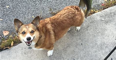 Corgi Imgur
