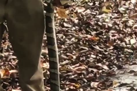 Man Posing With Deadly Cobra Killed After Snake Turns