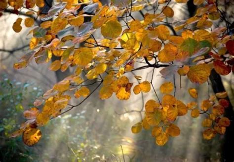 УХМР Ноември студен и просечно врнежлив Biznisvesti Mk