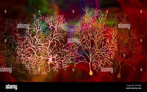 Purkinje Cell Of The Cerebellum Computer Illustration Purkinje Nerve