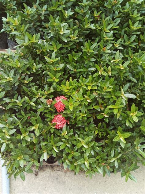 Mini Ixora Caixa Com 15 Unidades Planta Delivery