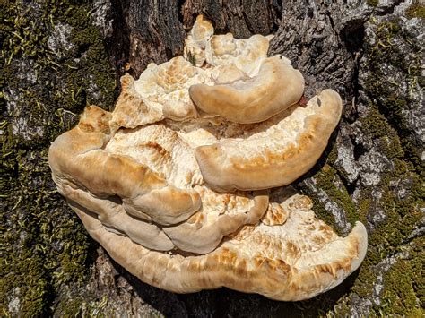 Types Of Tree Stump Fungus At Anita Sosebee Blog