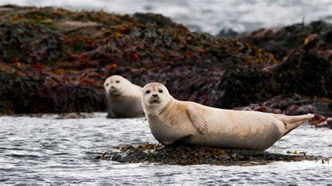 스나이펠스네스 국립공원 투어 Kkday