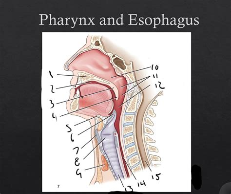 Pharynx And Esophagus Anatomy Diagram Quizlet