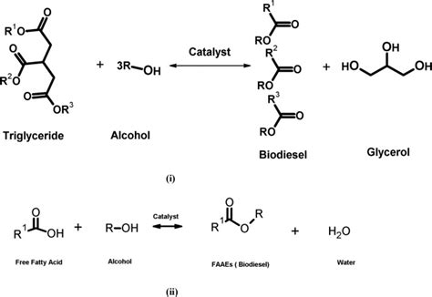 Schematic Representation Of Triglyceride Trans Esterification I And