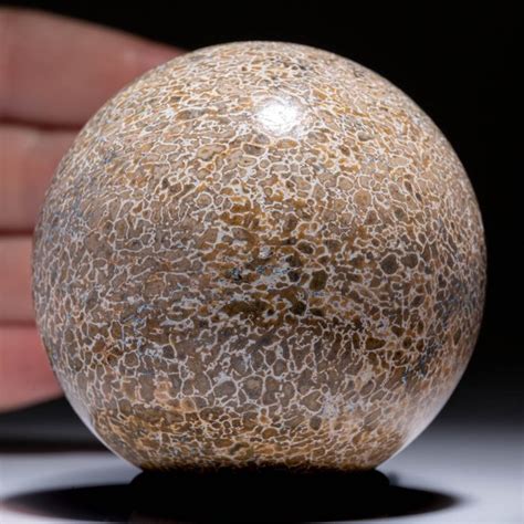 Fossil Bone Sphere Original Dino Bone Fossil Bone Agatized Sauropod Bone Brachiosauridi