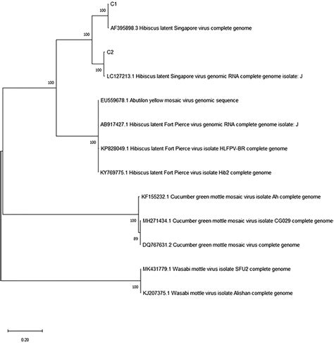 Evolutionary Analysis By Maximum Likelihood Method Conducted By Mega X Download Scientific