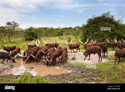 Ankole Watusi Cattle It Is An Old African Breed Famous For Its Long