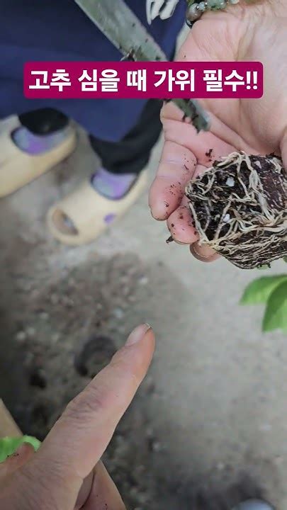 고추 모종 심을 때 뿌리는 이렇게 해주세요 30년 모종가게 사장님 꿀팁뿌리가 많든 적든 가위로 싹둑고추심는방법 텃밭가꾸기 도시농부 유기농 고추키우기 Youtube