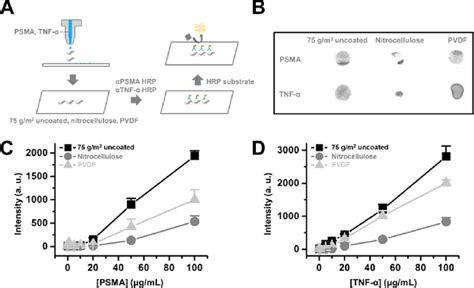 Printed Tnf α And Psma Detection On A Paper Based Platform A Printed Tnf α And Psma Detection On A Paper Based Platform A