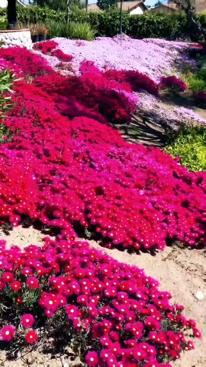 Nevzat Boyraz Posted On Linkedin