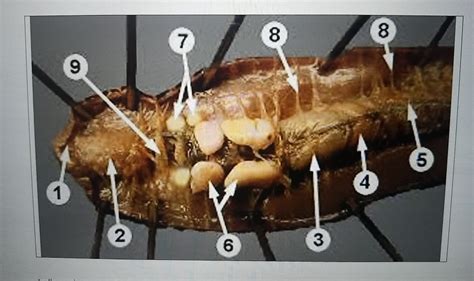 Solved Indicate The Name Of Each Of The Structures Numbered Chegg