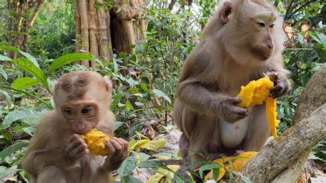 Ashley With Amanda Look So Hungry Enjoy Yellow Mangoes Yummy Mango