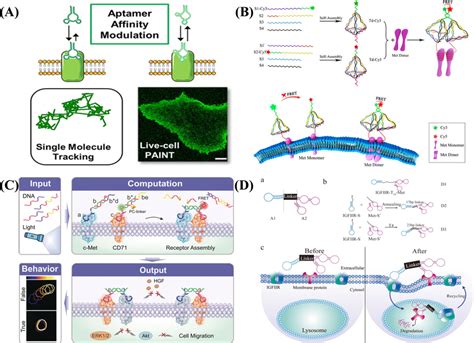 Aptamer‐based Molecular Probes For Bioimaging And Regulation Of Cell Download Scientific
