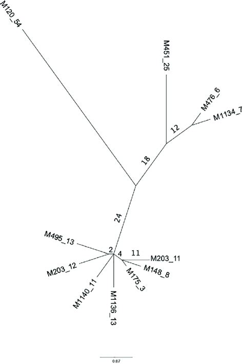 Snp Based Core Genome Phylogeny Of M Shottsii Type Strain M175 And