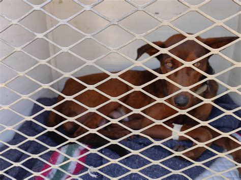 Teddy Thabo Mokoena Sava Cvc