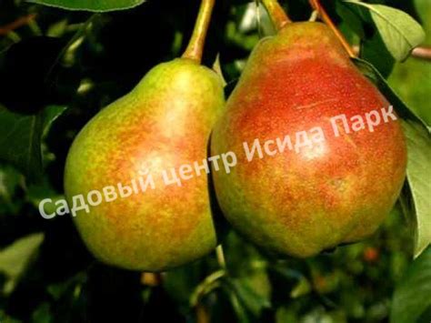 Груша Татьяна саженцы купить в Москве и Подмосковье в питомнике